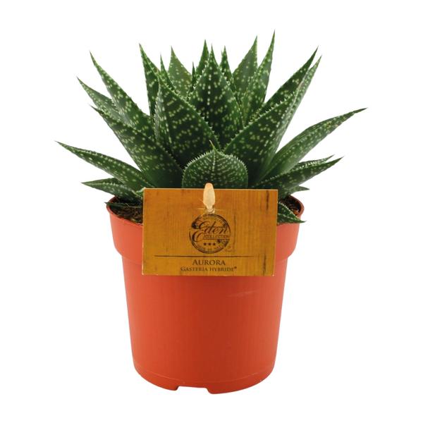 Gasteria Hybride Aurora - Ø11cm - ↕15cm - AC Tuincentrum