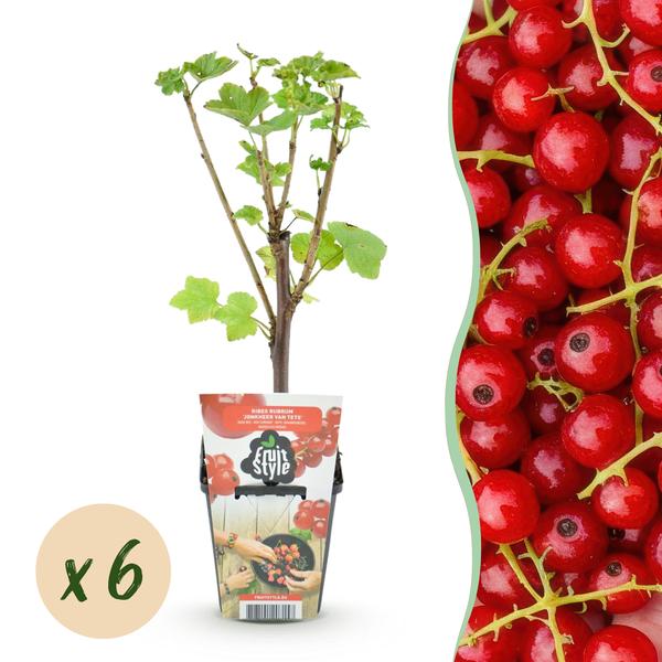 Green boutiQ - Fruitplanten - Rode Bes - Ribes rubrum Jonkheer van Tets ...