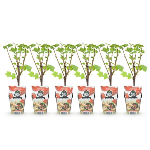Green boutiQ - Fruitplanten - Rode Bes - Ribes rubrum Jonkheer van Tets ...