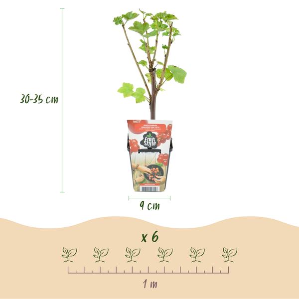 Green boutiQ - Fruitplanten - Rode Bes - Ribes rubrum Jonkheer van Tets ...
