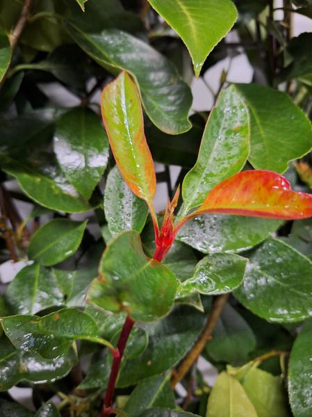 Photinia Fraseri ‘Red Robin’ - Glansmispel - Kant-en-Klaar Haag - 120 x ...